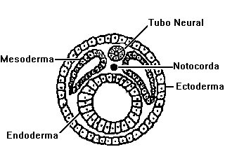 a) endoderma Ì fígado.